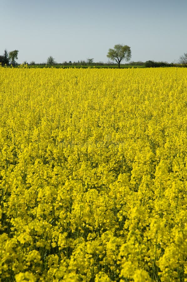 Koolzaad stock afbeelding. Image of zaad, gebied, seizoen - 58507329