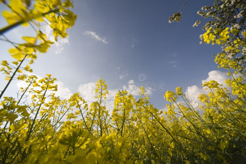 Koolzaad stock foto. Image of bloei, geel, hemel, gebied - 776882