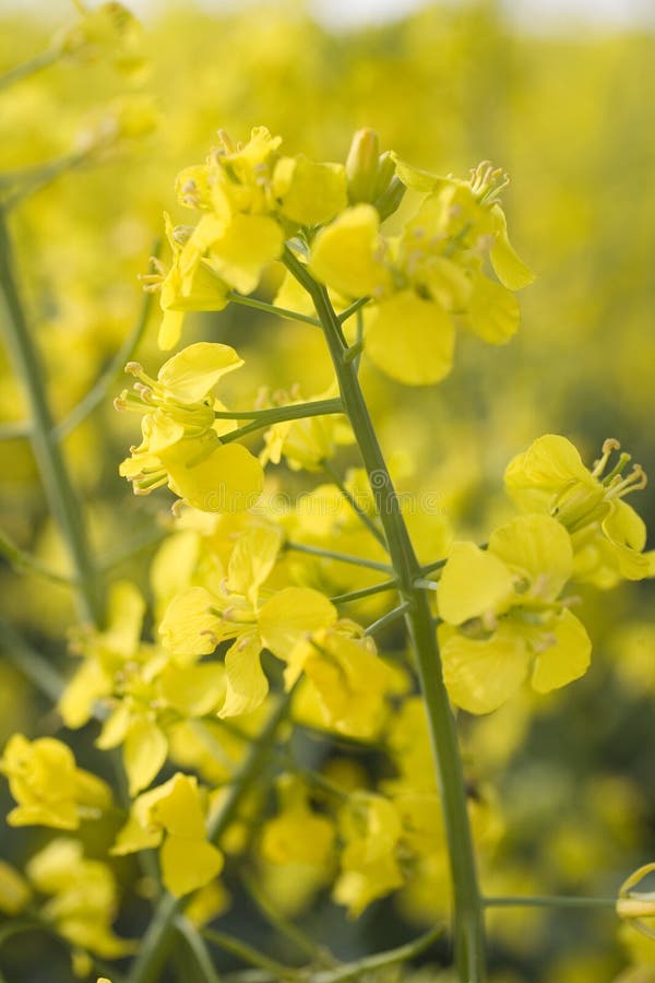 Koolzaad stock foto. Image of bloei, geel, hemel, gebied - 776882