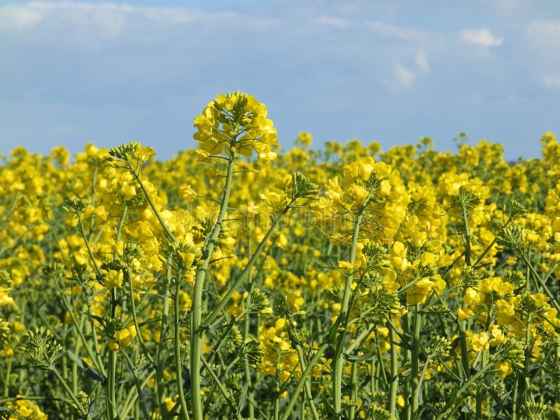 Koolzaadbloemen stock foto. Image of bloesem, olie, oliezaad - 39603874