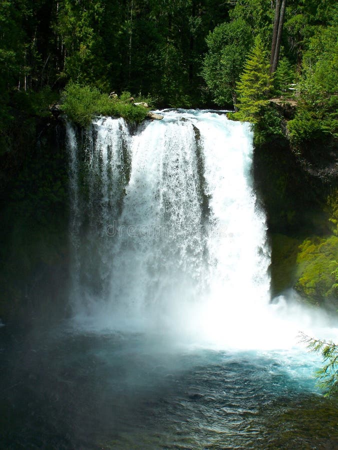 Koosah Falls Waterfall - Willamette National Forest - Oregon Stock ...