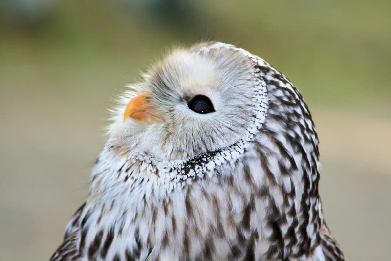 1,405 Eulen Kopf Fotos - Kostenlose und Royalty-Free Stock-Fotos von ...