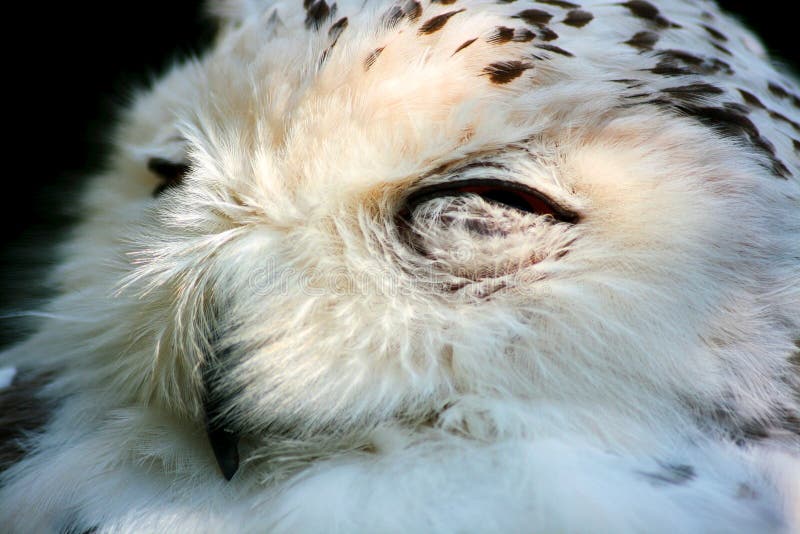 1,405 Eulen Kopf Fotos - Kostenlose und Royalty-Free Stock-Fotos von ...