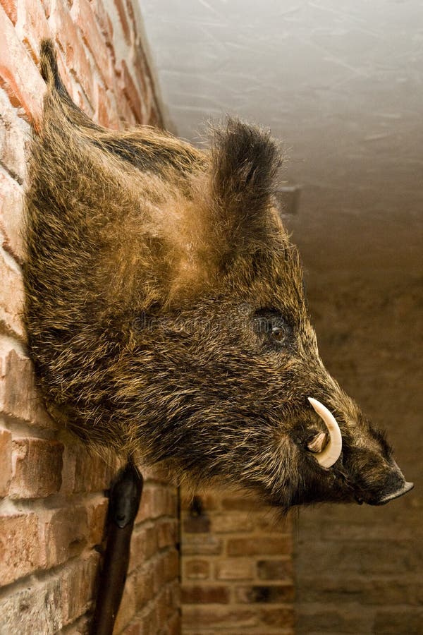 Kopf Der Wilden Eber Auf Wand Stockfoto - Bild von eber, seite: 5556998