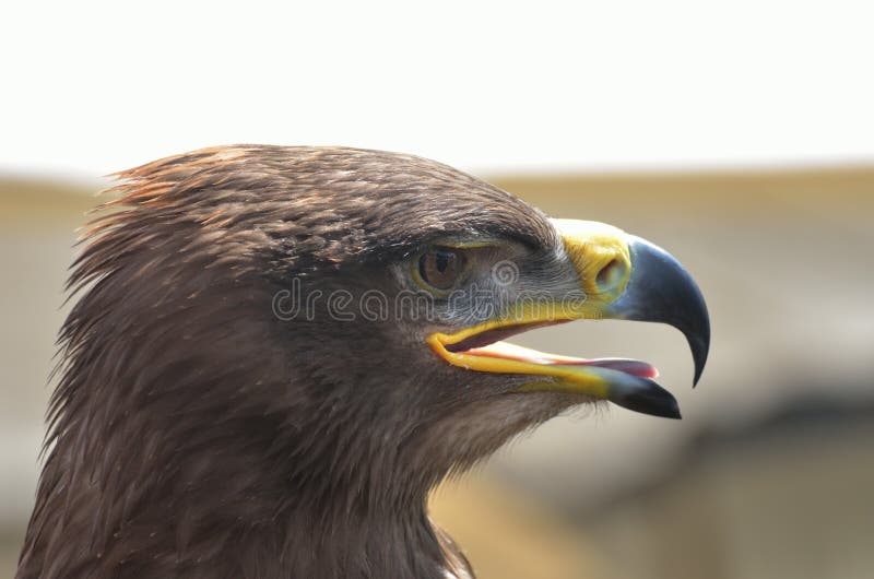 Kopf des Adlers stockbild. Bild von auge, wild, nahaufnahme - 41835333