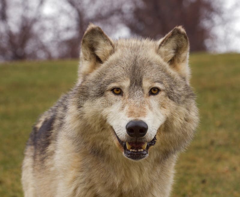 Kopf Des Bauholz-Wolf-(Canis Lupus) Stockfoto - Bild von kopf, lupus ...