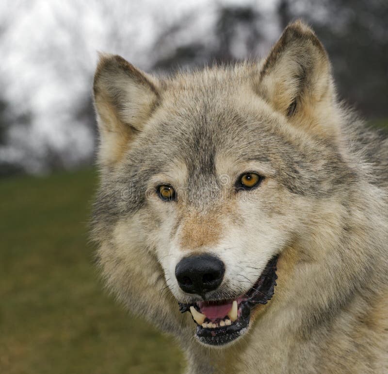 Kopf Des Bauholz-Wolf-(Canis Lupus) Stockbild - Bild von flockig, grau ...