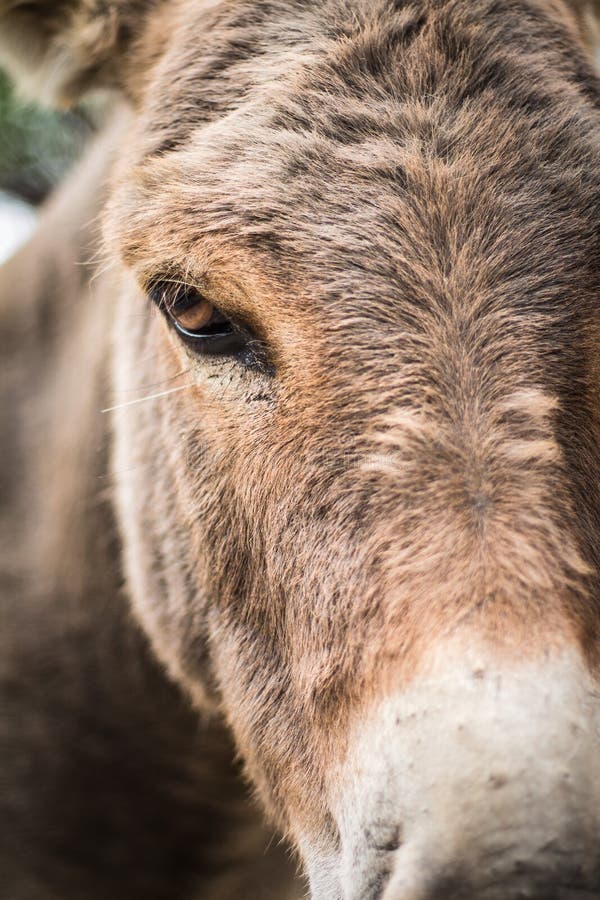 Naher Hoher Esel Auf Einer Wiese, Profil Des Intelligenten Esels ...