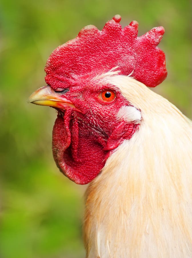 Hahnkopf stockbild. Bild von nahaufnahme, inländisch - 32185683