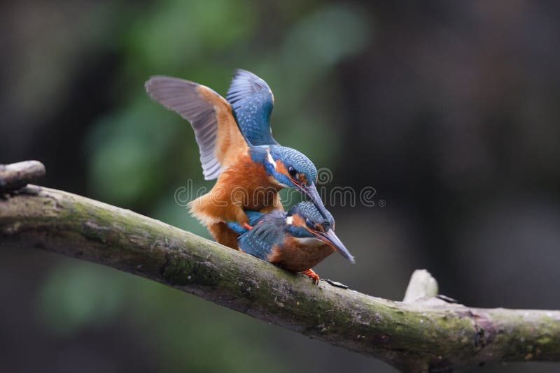 Koppelende Ijsvogels stock foto. Image of partner, groen - 13669828