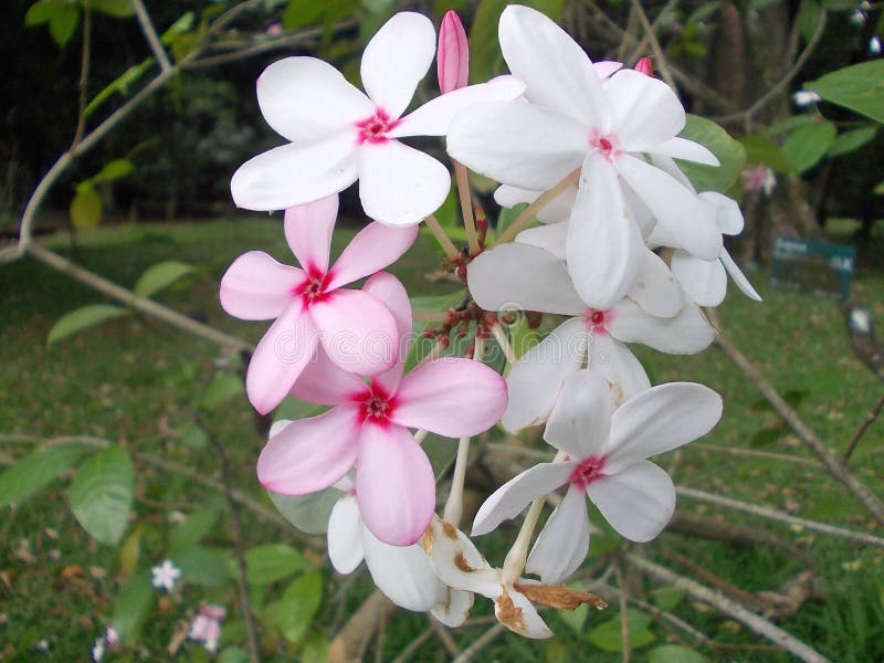 Kopsia fruticosa plant stock image. Image of lilac, leaf - 238653433