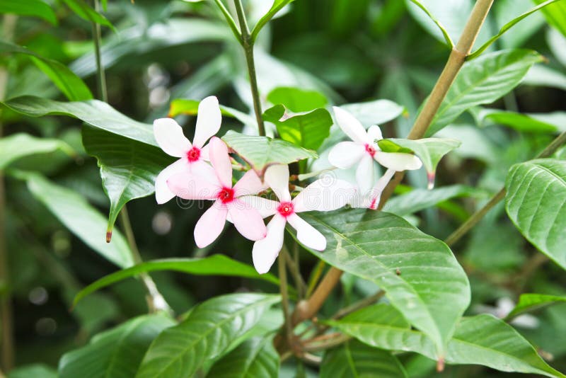 Kopsia rosea stock image. Image of leaf, rosea, pink - 40543359