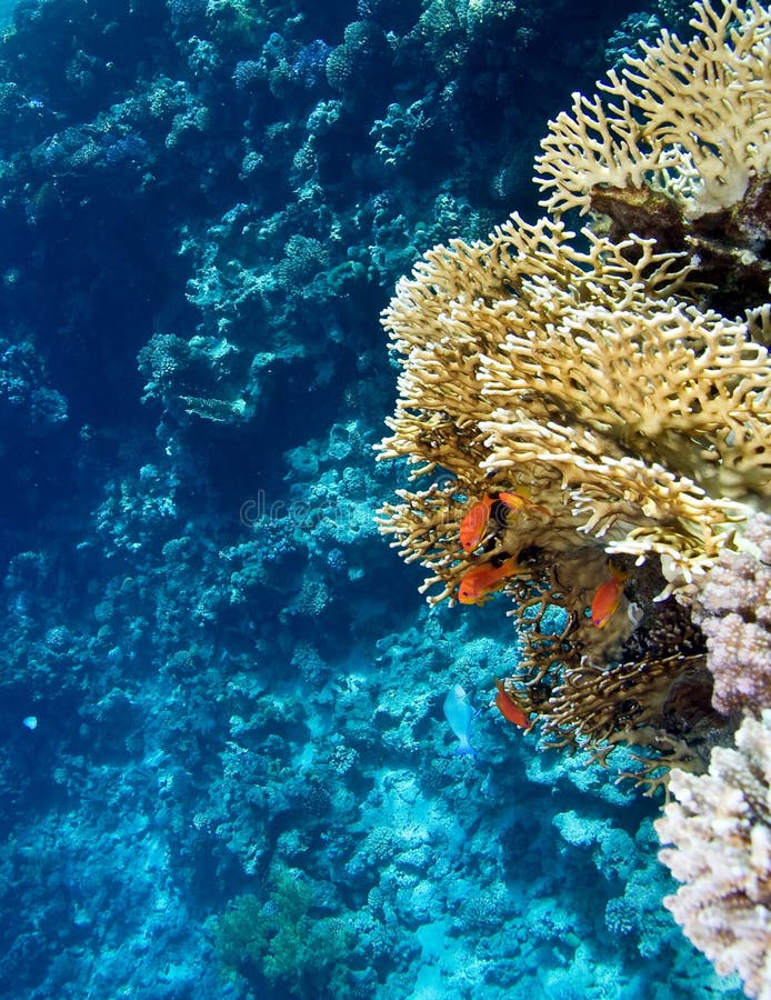 Koraal en vissen stock afbeelding. Image of mens, dier - 10946347