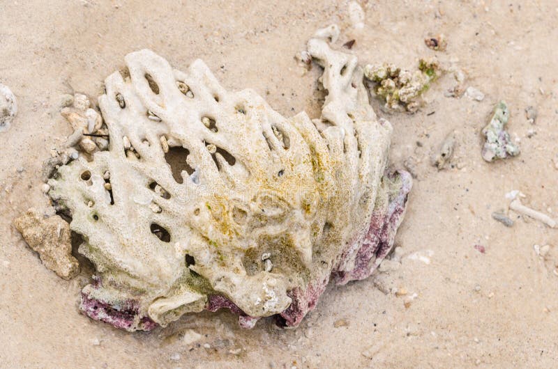 Koraal in Het Engelse Flac Strand Van Flic, Mauritius Stock Foto ...