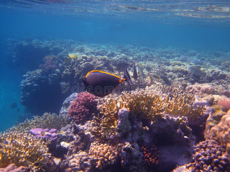Tropische Vissen Op Het Koraalrif Stock Foto - Image of nave, aquarium ...
