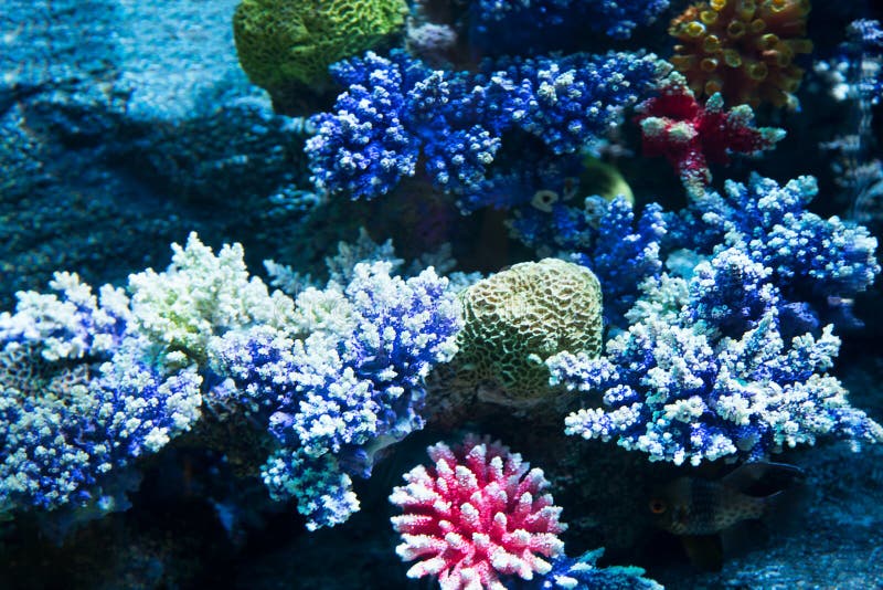 Koraal op de zeebodem stock afbeelding. Image of diep - 42431205