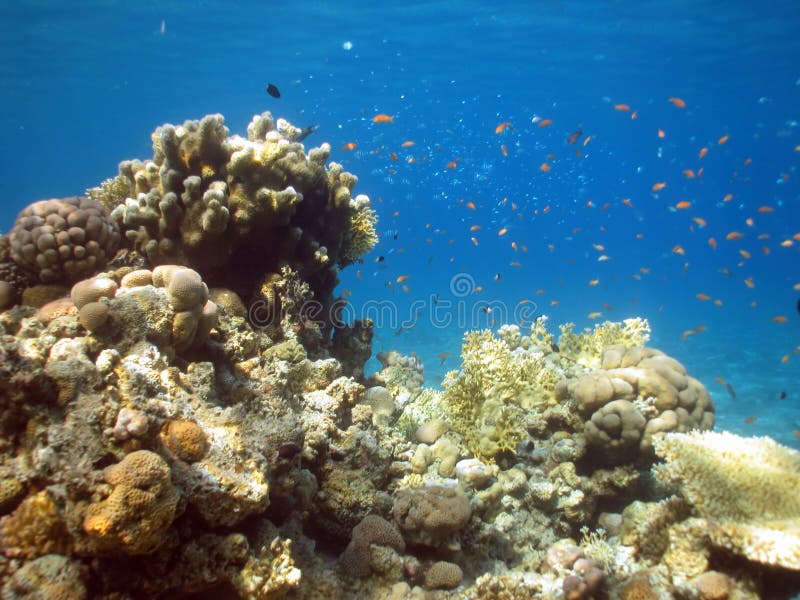 Koraalrif stock foto. Image of rood, nave, onderwater - 10764874