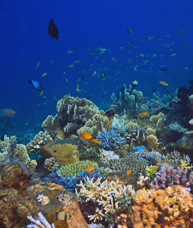 Koraalrif stock foto. Image of koraal, moeilijk, ertsader - 10921260