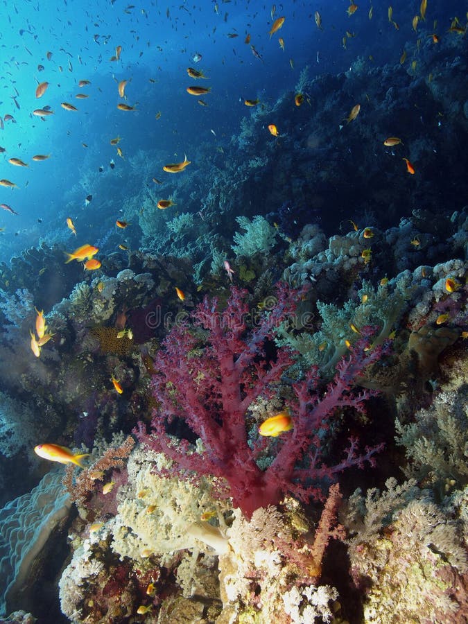 Koraalrif stock foto. Image of dier, eiland, actie, overzees - 12771714