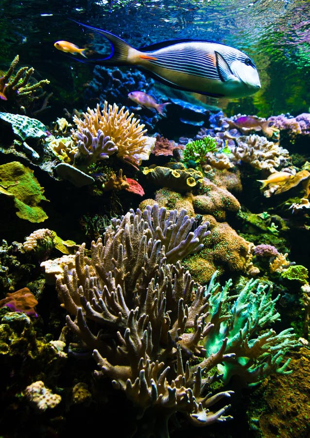 Koraalrif stock foto. Image of kleurrijk, koraal, nave - 14477204
