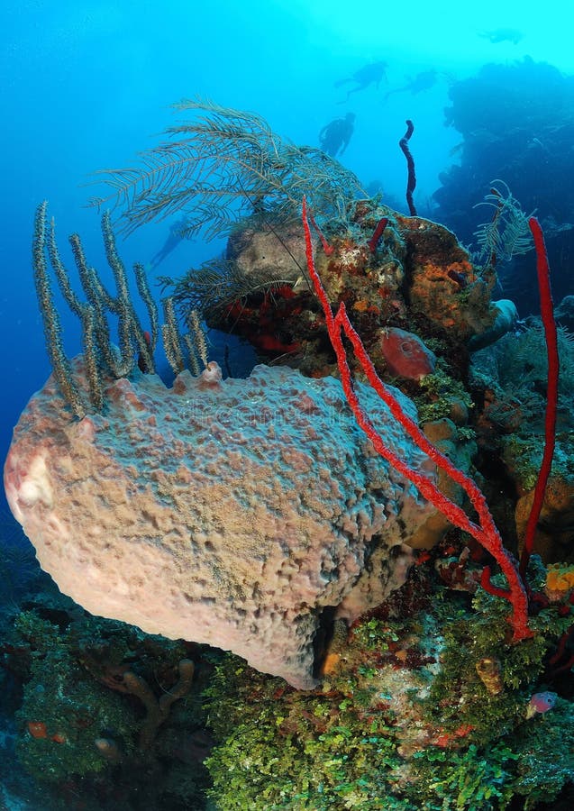 Duik boot over koraalrif stock foto. Image of duik, tropisch - 23000388