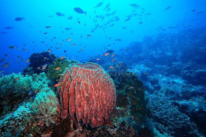Koraalrif En Vissen Onder Water Stock Afbeelding - Image of kleurrijk ...