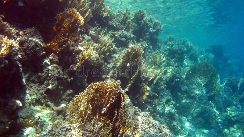 Koraalrif Met Brandkoraal, Rode Overzees, Egypte Stock Foto - Image of ...