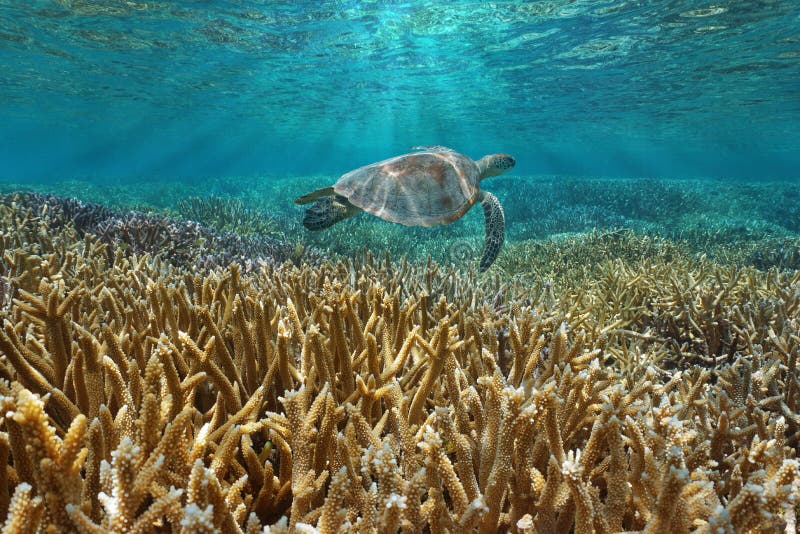 Koraalrif Met Haai En Een Tandbaars Vreedzame Oceaan Stock Foto - Image ...