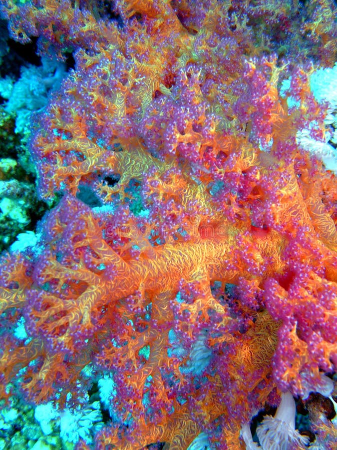 Koral obraz stock. Obraz złożonej z koral, wakacje, akwaria - 7585827