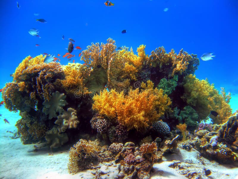Koralowiec zdjęcie stock. Obraz złożonej z koral, nurkowanie - 4599342