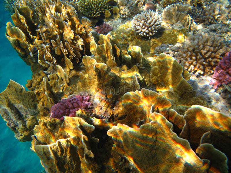 Koralen stock foto. Image of koralen, leven, strand, duik - 11889220