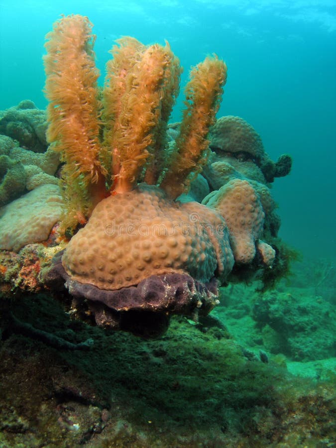 Korall arkivfoto. Bild av vitt, smutsa, orange, snorkel - 14829462