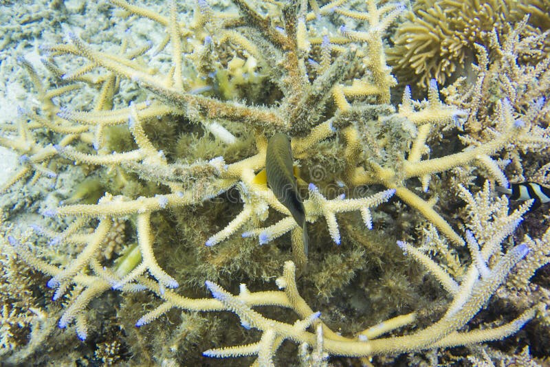 Korall fotografering för bildbyråer. Bild av sydligt - 36018927