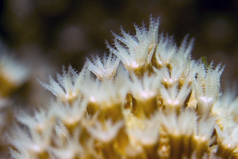 Korall fotografering för bildbyråer. Bild av flotta, skryt - 59314573