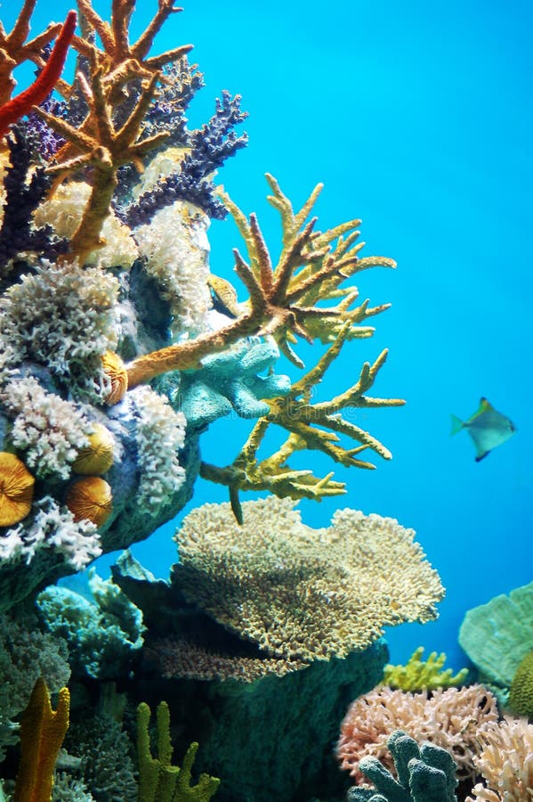 Koralle stockfoto. Bild von unterwasser, umgebung, koralle - 11998926