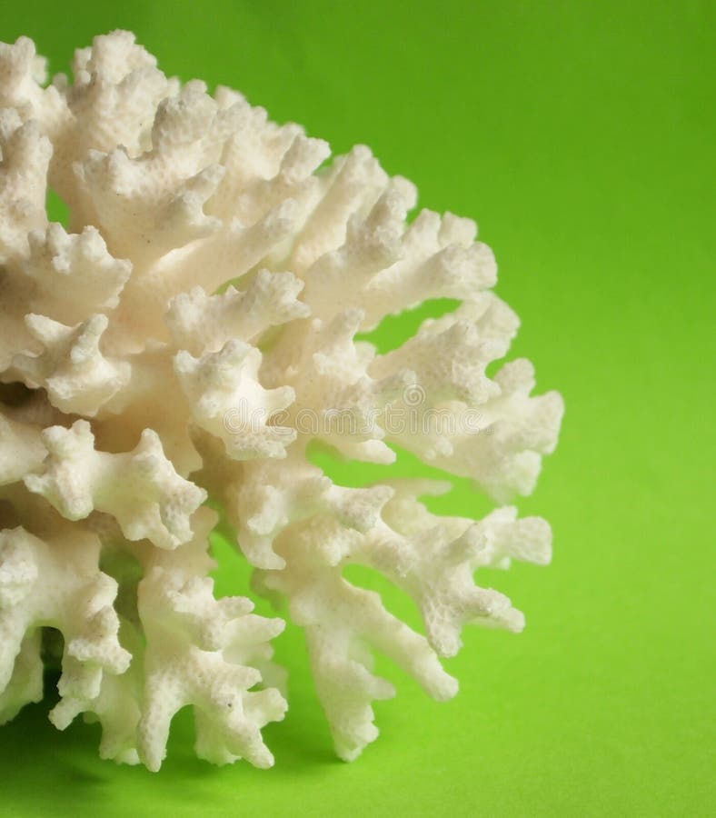 Koralle stockfoto. Bild von wasser, frech, organismus - 16151056