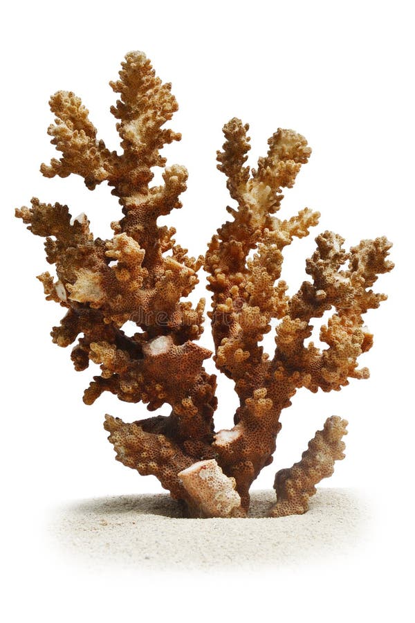 Koralle stockbild. Bild von empfindlich, form, lagune - 38687559