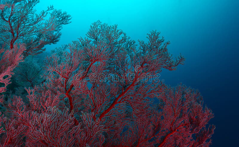 Koralle stockbild. Bild von unterwasser, hell, beschaffenheit - 45646785