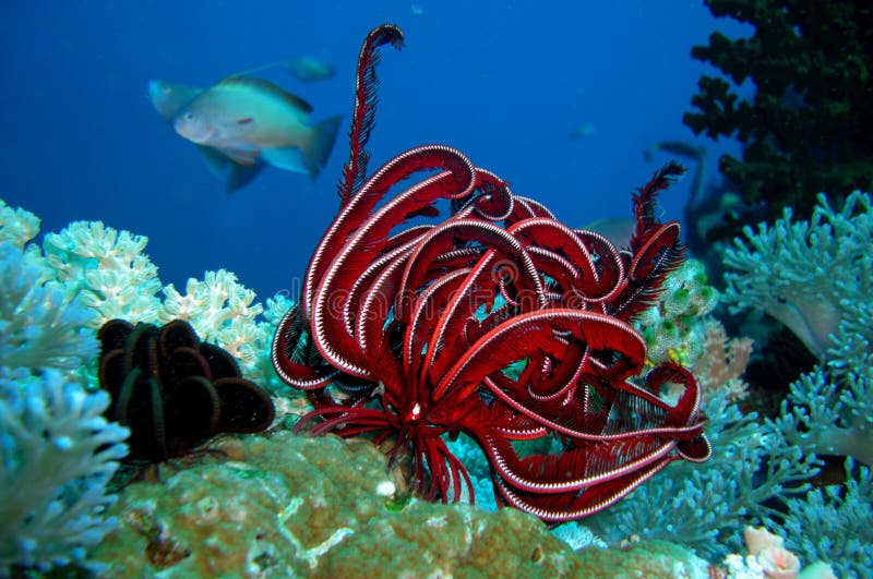 Koralle Stockfotos und Bilder - Laden Sie 237,473 lizenzfreie Fotos ...