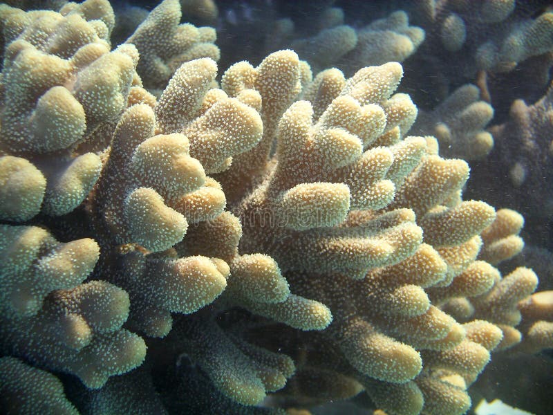 Koralle Stockfotos und Bilder - Laden Sie 237,473 lizenzfreie Fotos ...