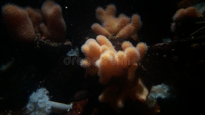 Koralle stock image. Image of museum, aquarium, koralle - 96935189