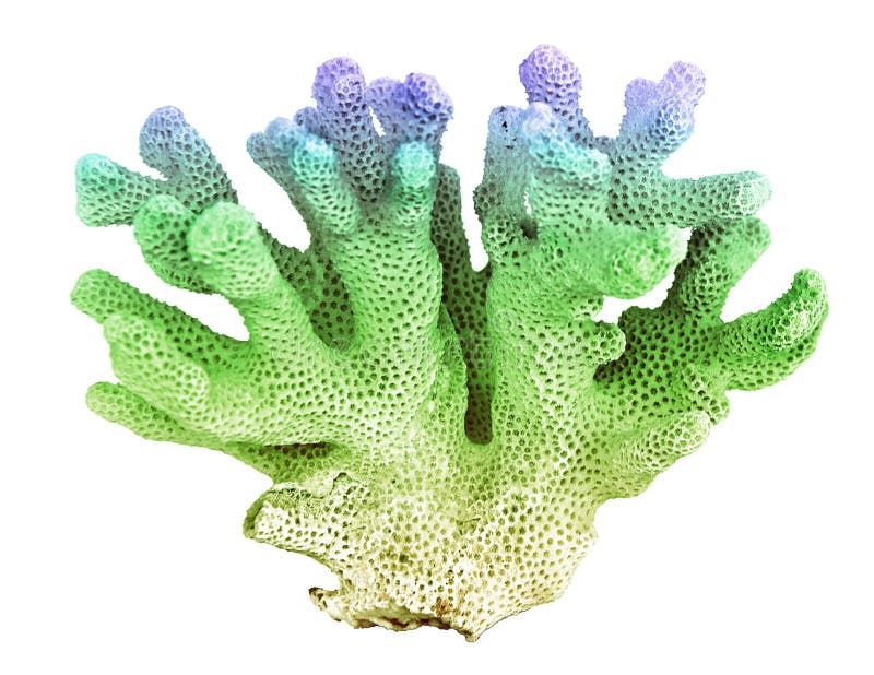 Koralle getrennt auf Weiß stockfoto. Bild von polyp - 133258628