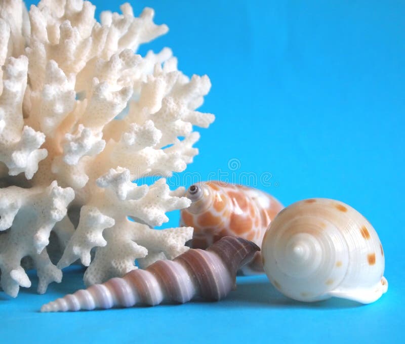 Koralle und Oberteile stockbild. Bild von ozean, nave - 33053413