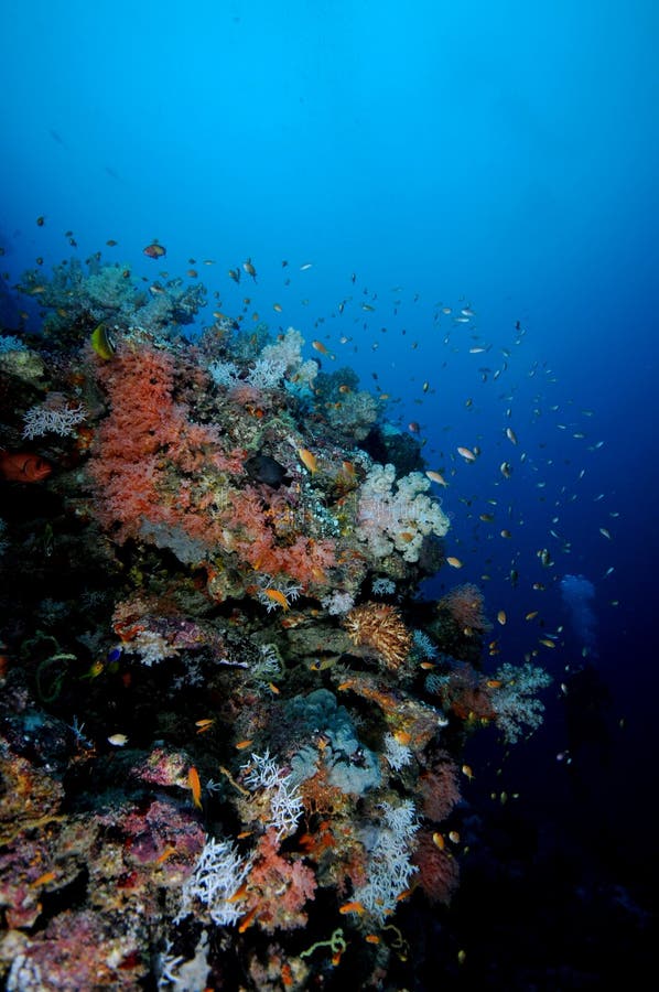 Korallen stockbild. Bild von unterwasser, ozean, wasser - 4764581