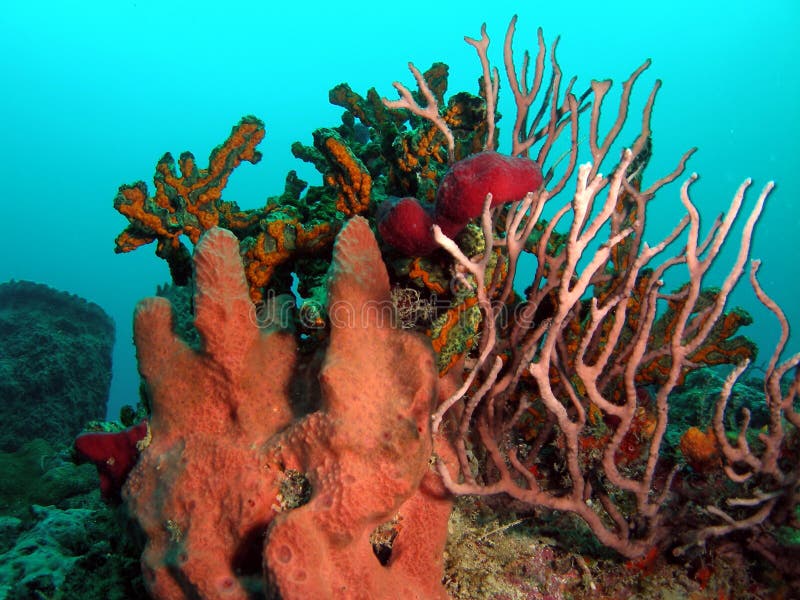 Bunte Koralle stockfoto. Bild von frech, wasser, nave - 13633494