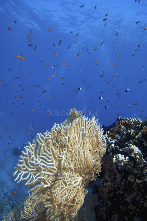 Koralle-Riff Im Seichten Wasser Mit Fischen Herum Stockfoto - Bild von ...