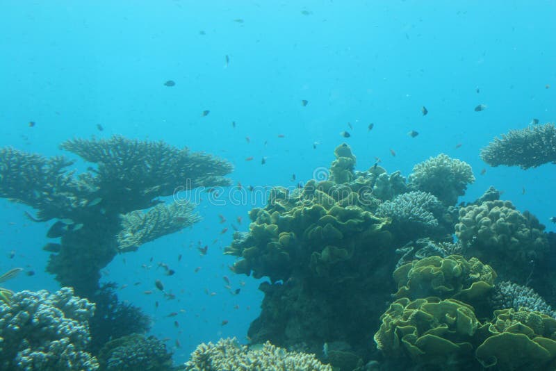 Korallenriff. Unterwasser stockfoto. Bild von blau, tief - 1629430