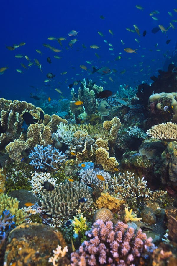 Korallrev, Fiji, Sydpacifiken Fotografering för Bildbyråer - Bild av ...