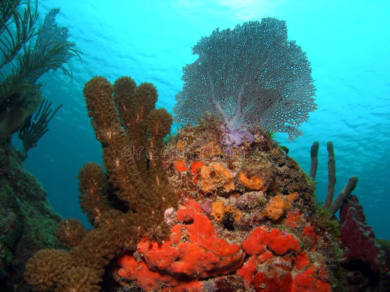 Korallrev fotografering för bildbyråer. Bild av smutsa - 13119159