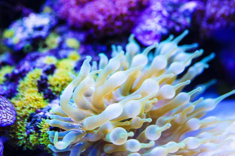 Korallrev arkivfoto. Bild av natur, färg, exotiskt, koraller - 163408898